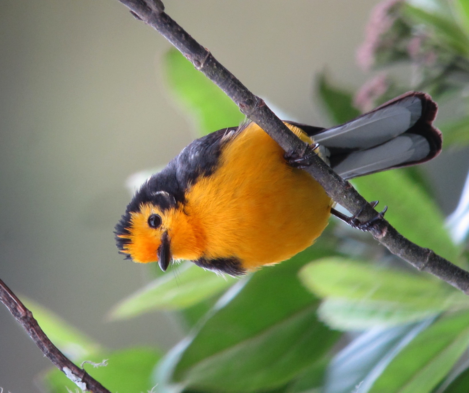 Golden-fronted Redstart (Myioborus ornatus) :: BirdWeather