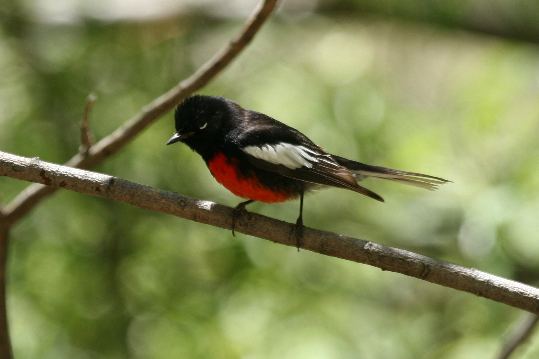 Painted Redstart (Myioborus pictus) :: BirdWeather