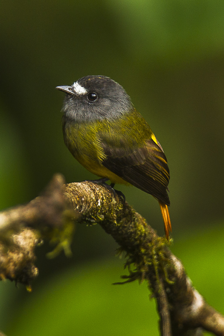 Ornate Flycatcher (Myiotriccus ornatus) :: BirdWeather