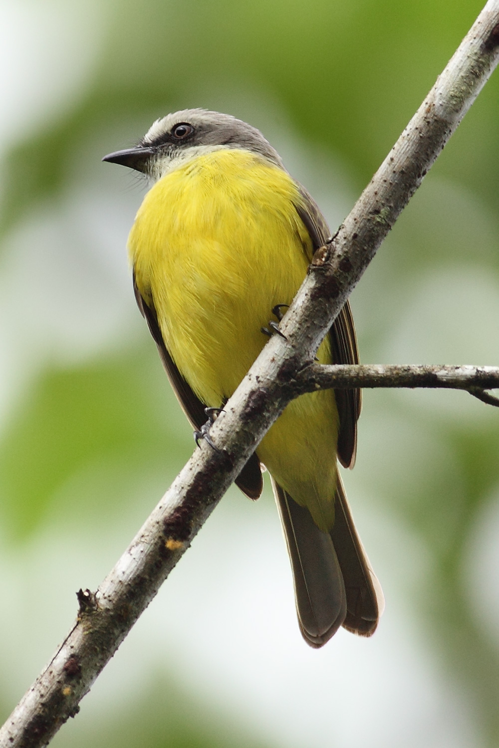 Gray-capped Flycatcher (Myiozetetes granadensis) :: BirdWeather