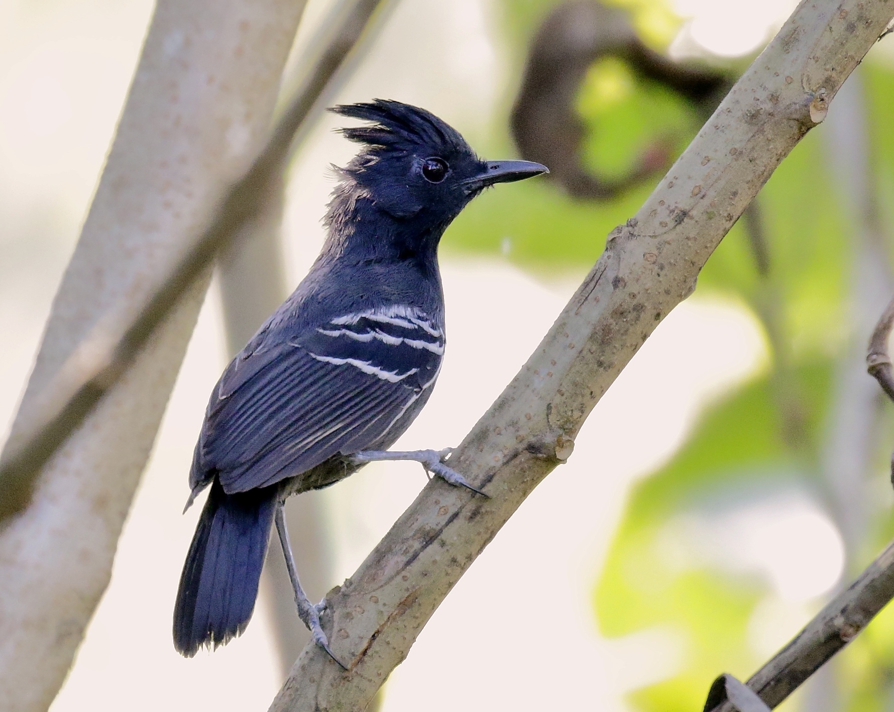 White-lined Antbird (Myrmoborus lophotes) :: BirdWeather