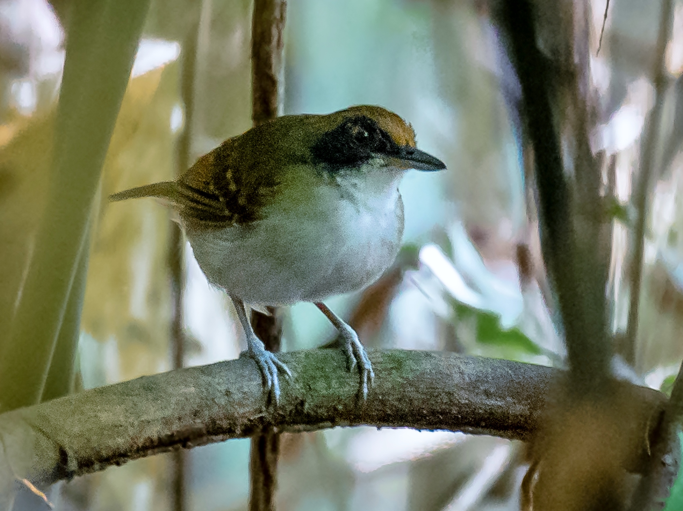Ash-breasted Antbird (Myrmoborus lugubris) :: BirdWeather