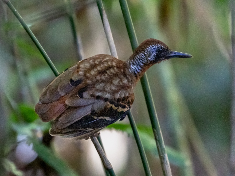 Wing-banded Antbird (Myrmornis torquata) :: BirdWeather