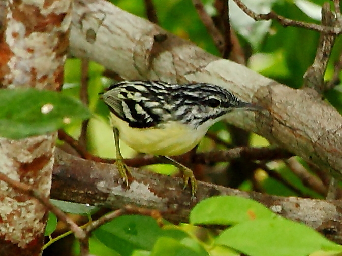Pygmy Antwren (Myrmotherula brachyura) :: BirdWeather
