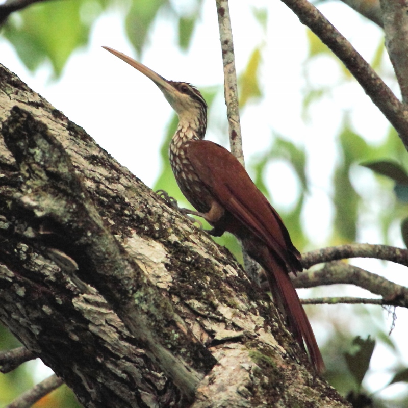 Long-billed Woodcreeper (Nasica longirostris) :: BirdWeather