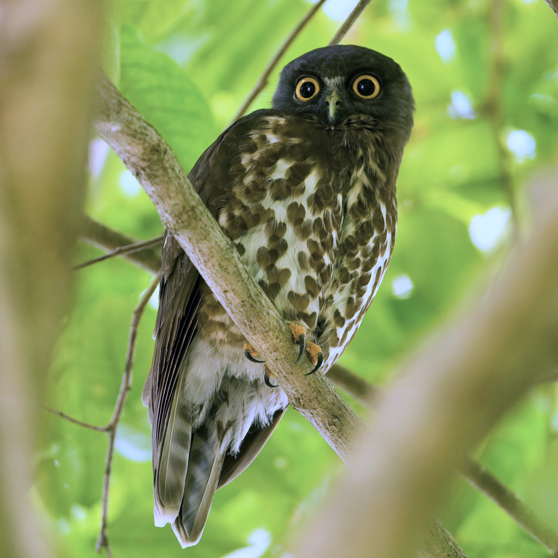 Brown Boobook (Ninox scutulata) :: BirdWeather