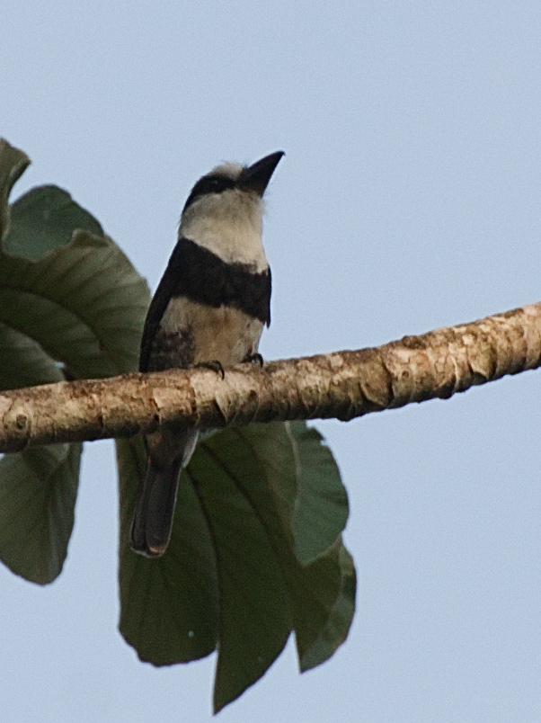 White-necked Puffbird (Notharchus hyperrhynchus) :: BirdWeather