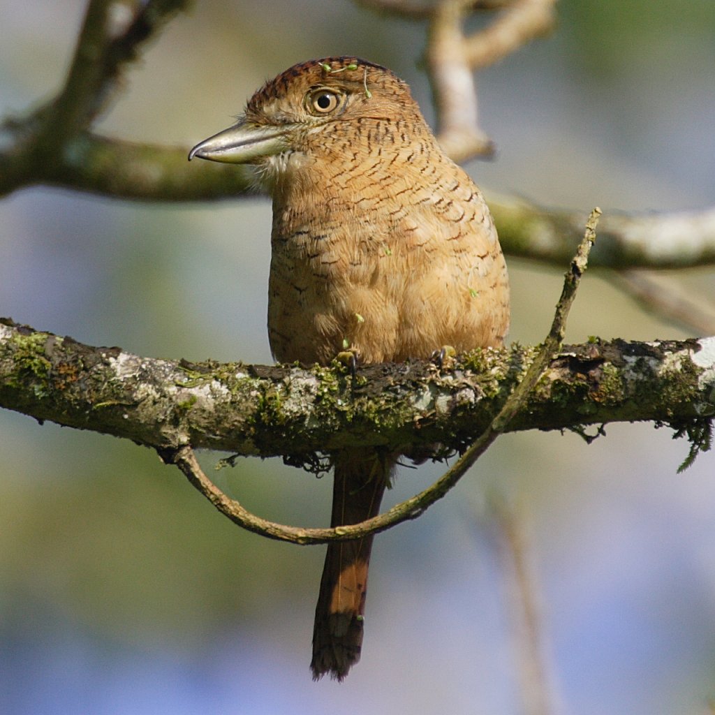 Barred Puffbird (Nystalus radiatus) :: BirdWeather