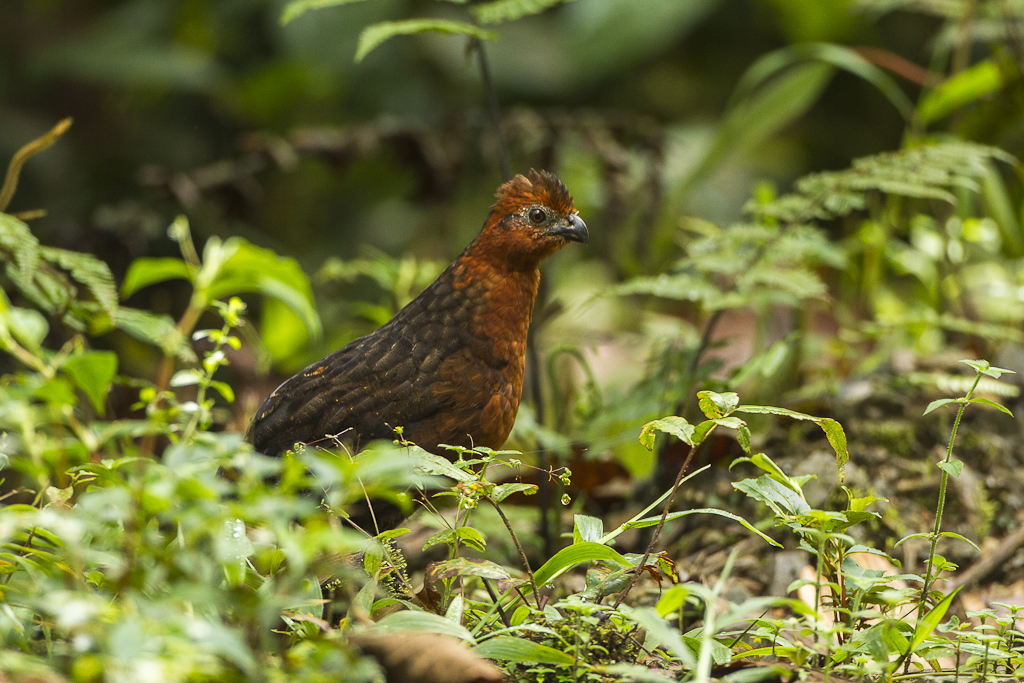 Chestnut Wood-Quail (Odontophorus hyperythrus) :: BirdWeather
