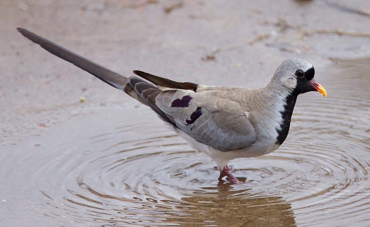 Namaqua Dove (Oena capensis) :: BirdWeather