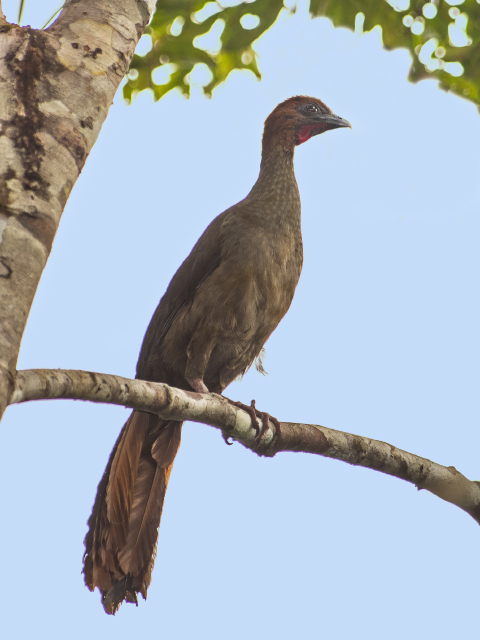 Variable Chachalaca (Ortalis motmot) :: BirdWeather