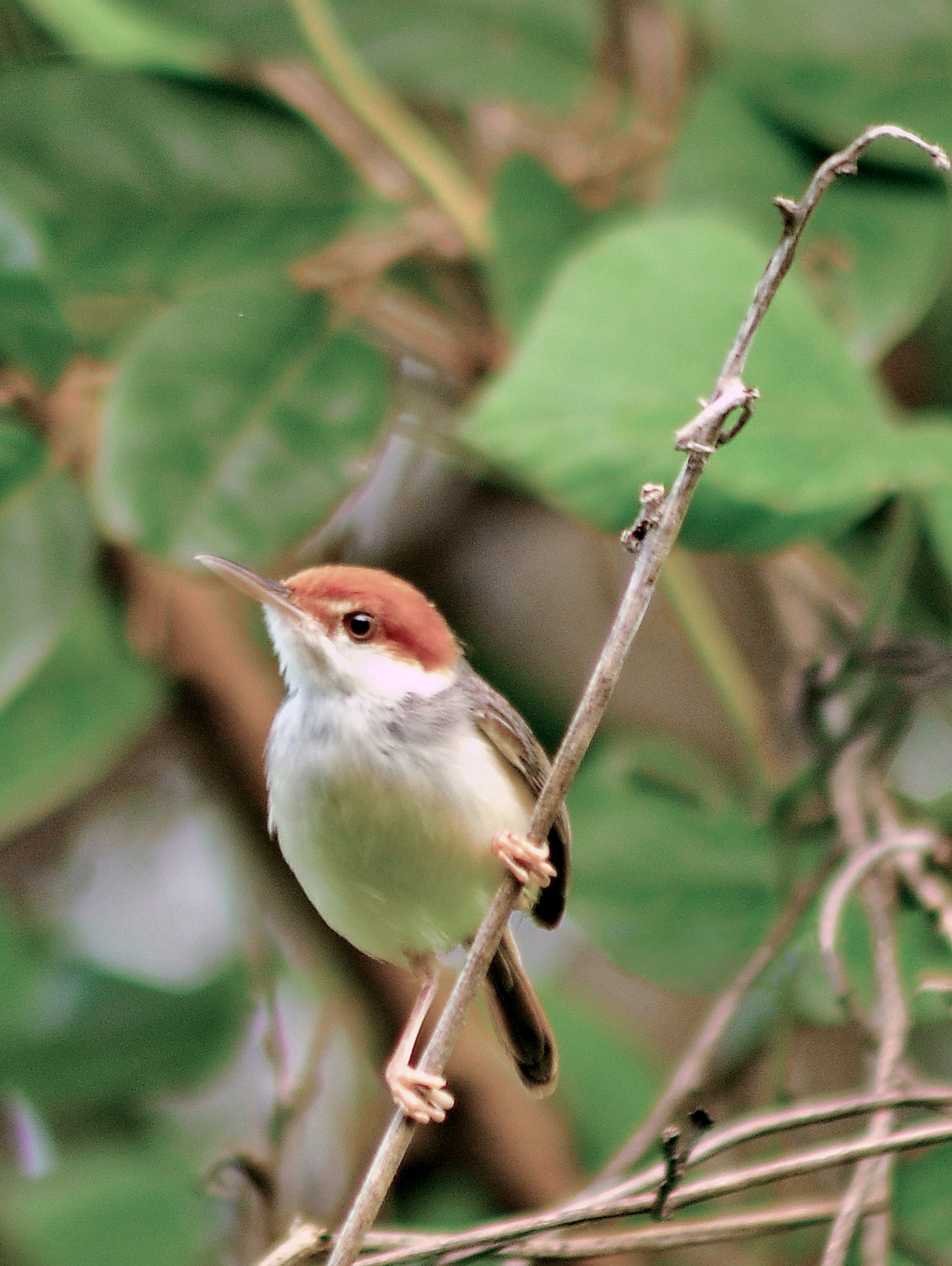 Rufous-tailed Tailorbird (Orthotomus sericeus) :: BirdWeather