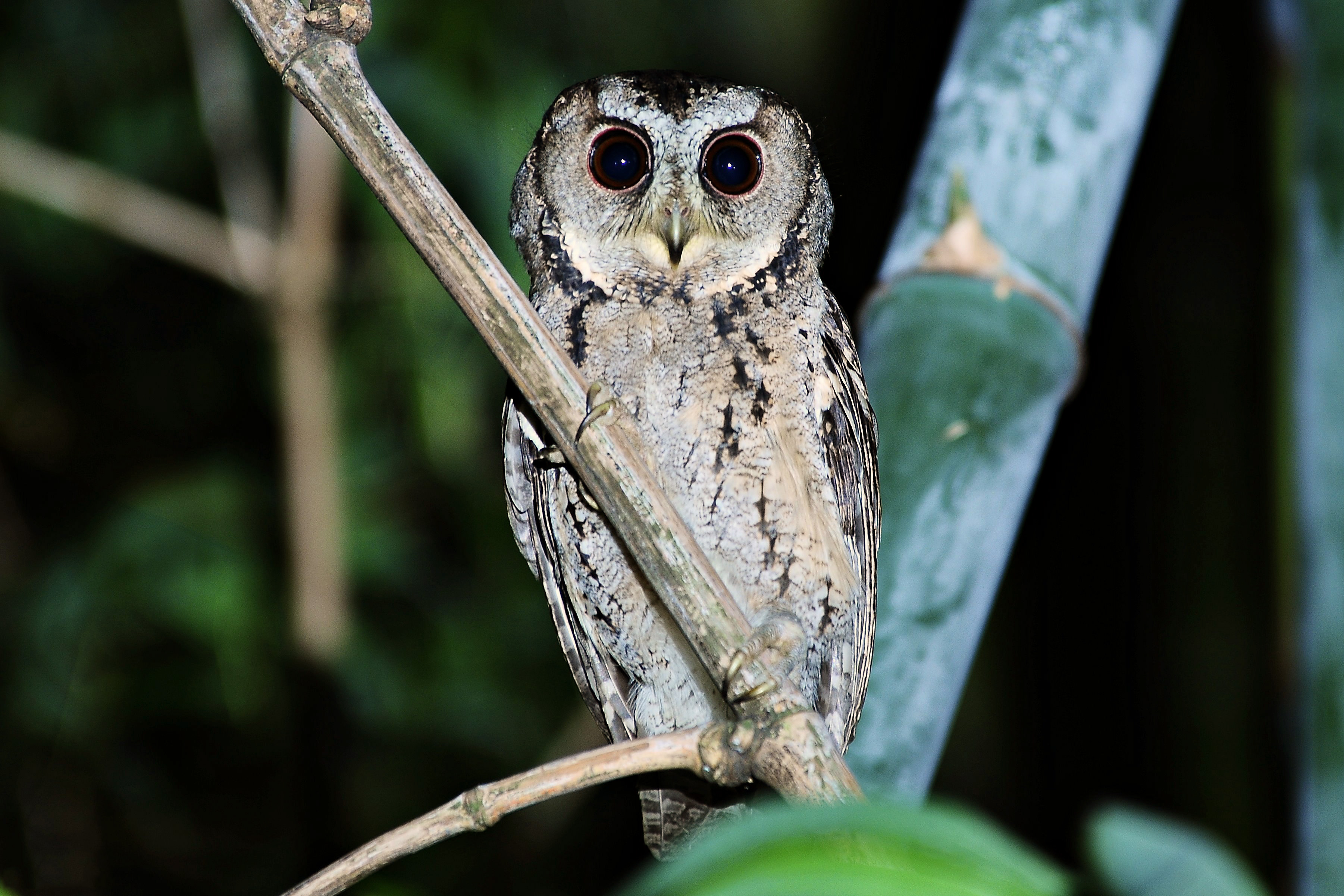 Collared Scops-Owl (Otus lettia) :: BirdWeather