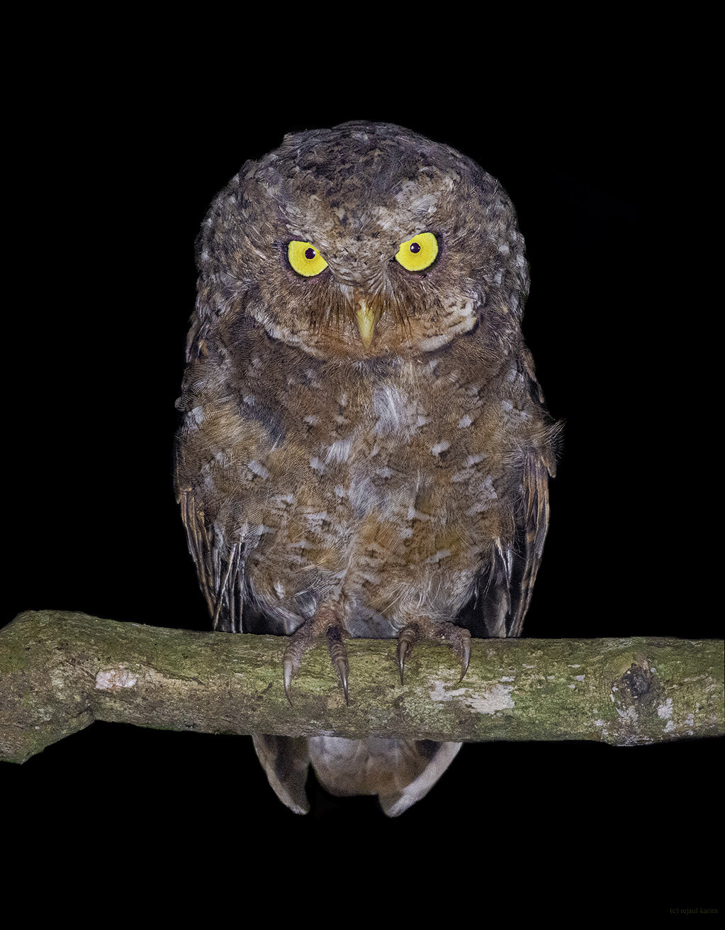 Mountain Scops-Owl (Otus spilocephalus) :: BirdWeather