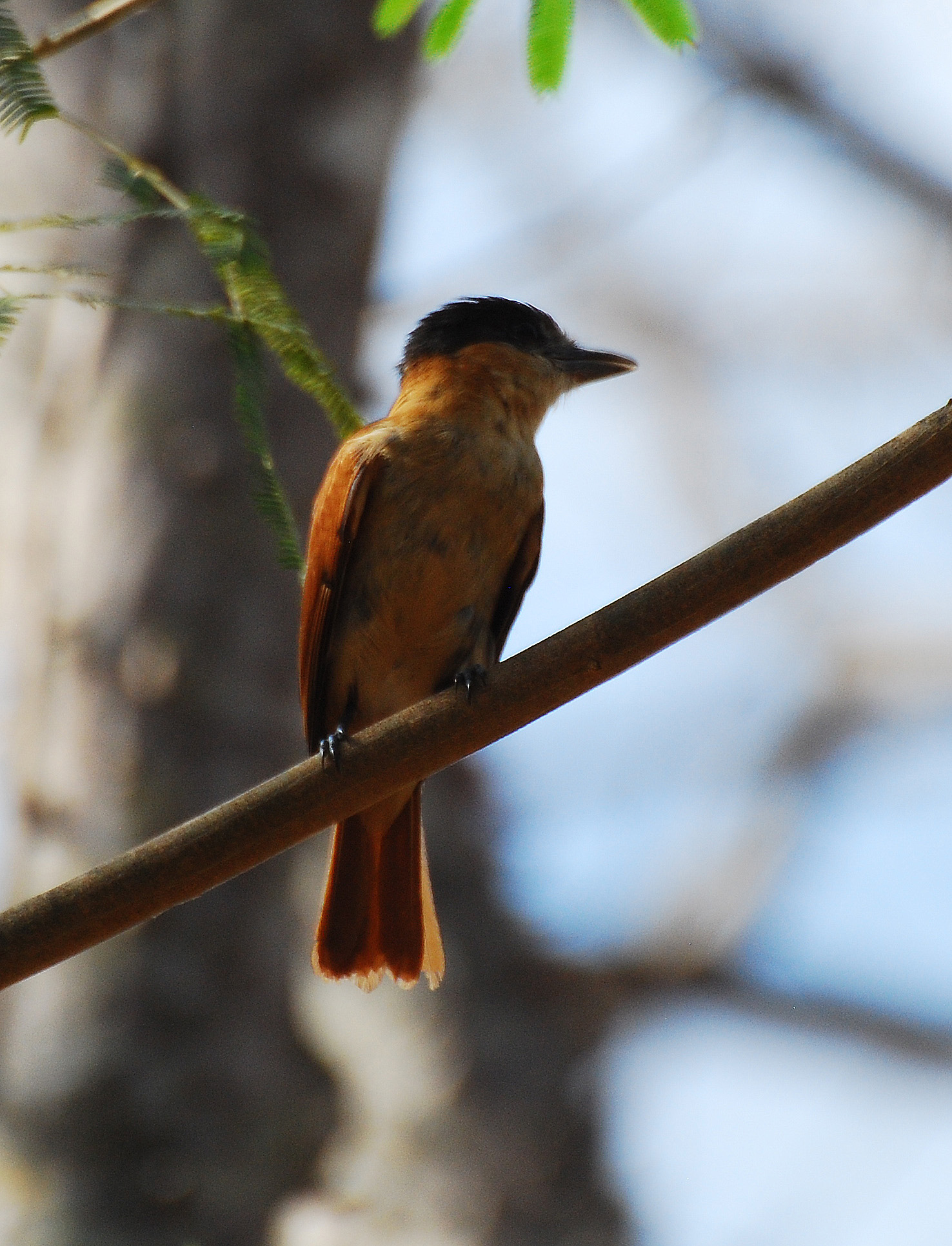 Rose-throated Becard (Pachyramphus aglaiae) :: BirdWeather