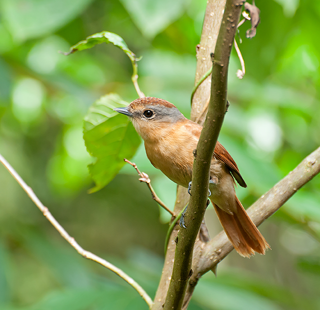 Chestnut-crowned Becard (Pachyramphus castaneus) :: BirdWeather