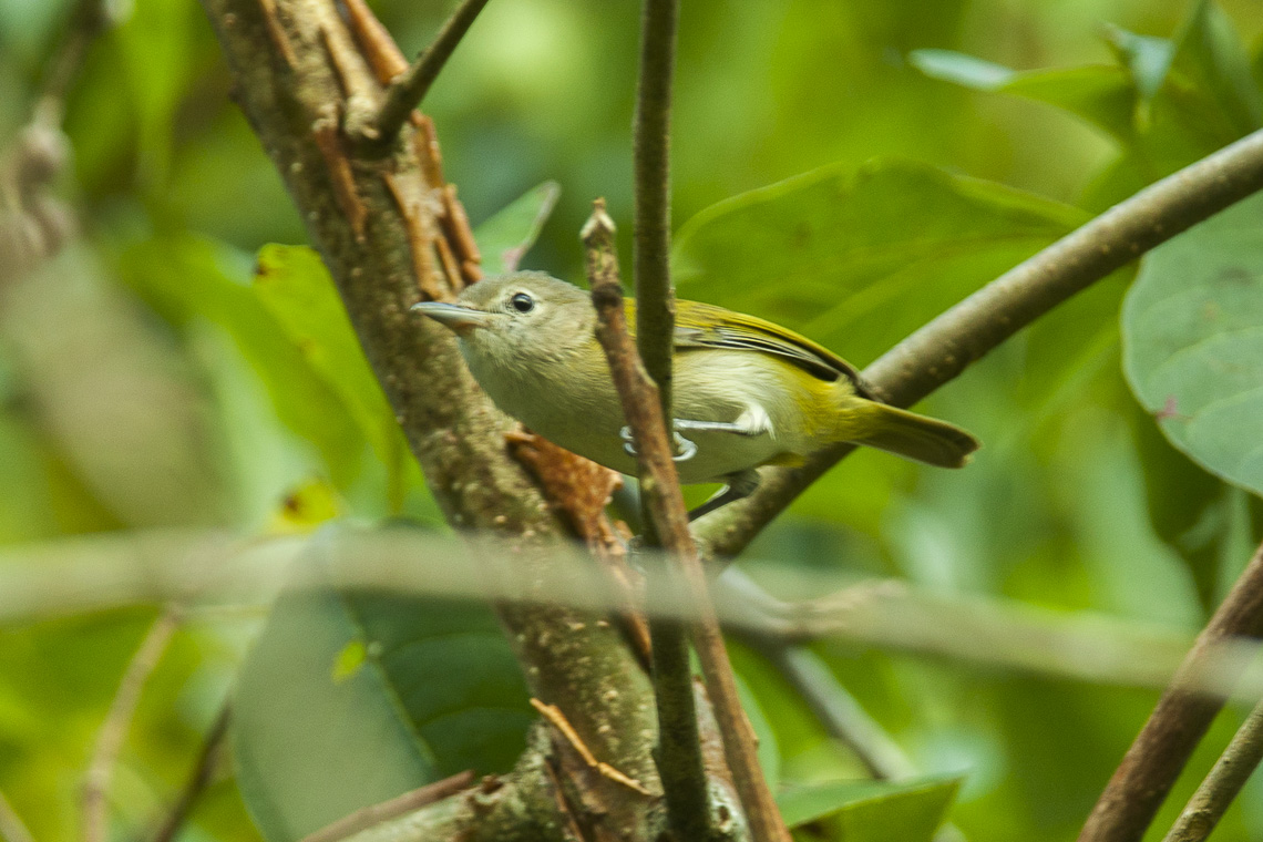 Golden-fronted Greenlet (Pachysylvia aurantiifrons) :: BirdWeather