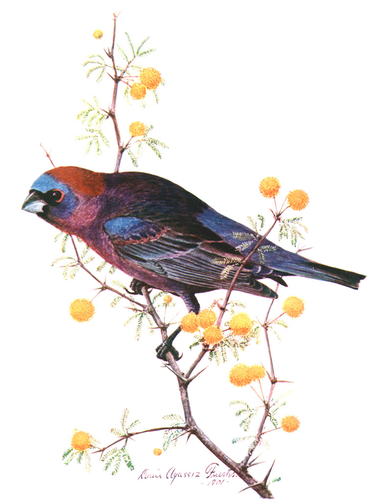 Varied Bunting (Passerina versicolor) :: BirdWeather