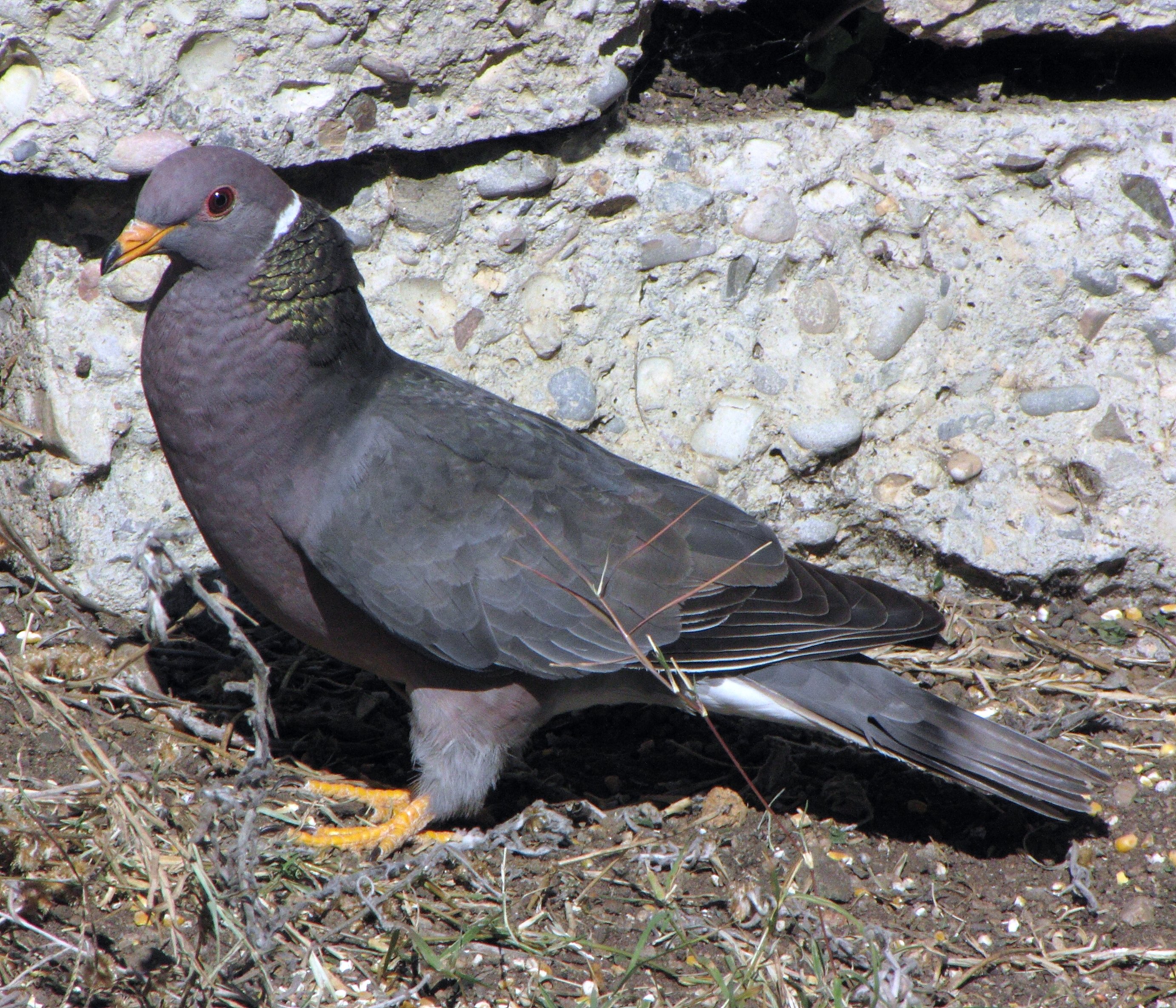Band-tailed Pigeon (Patagioenas fasciata) :: BirdWeather