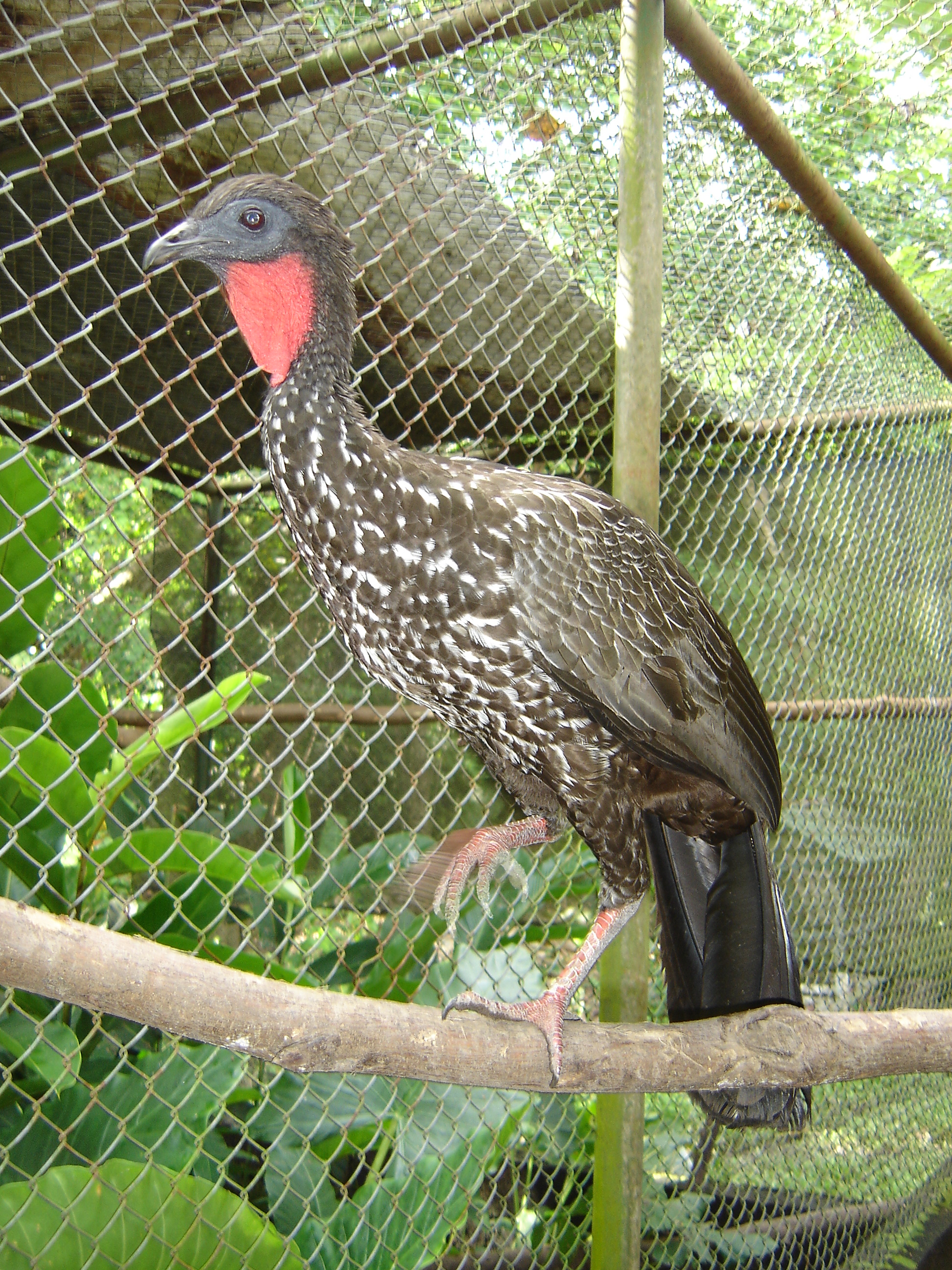 Crested Guan (Penelope purpurascens) :: BirdWeather