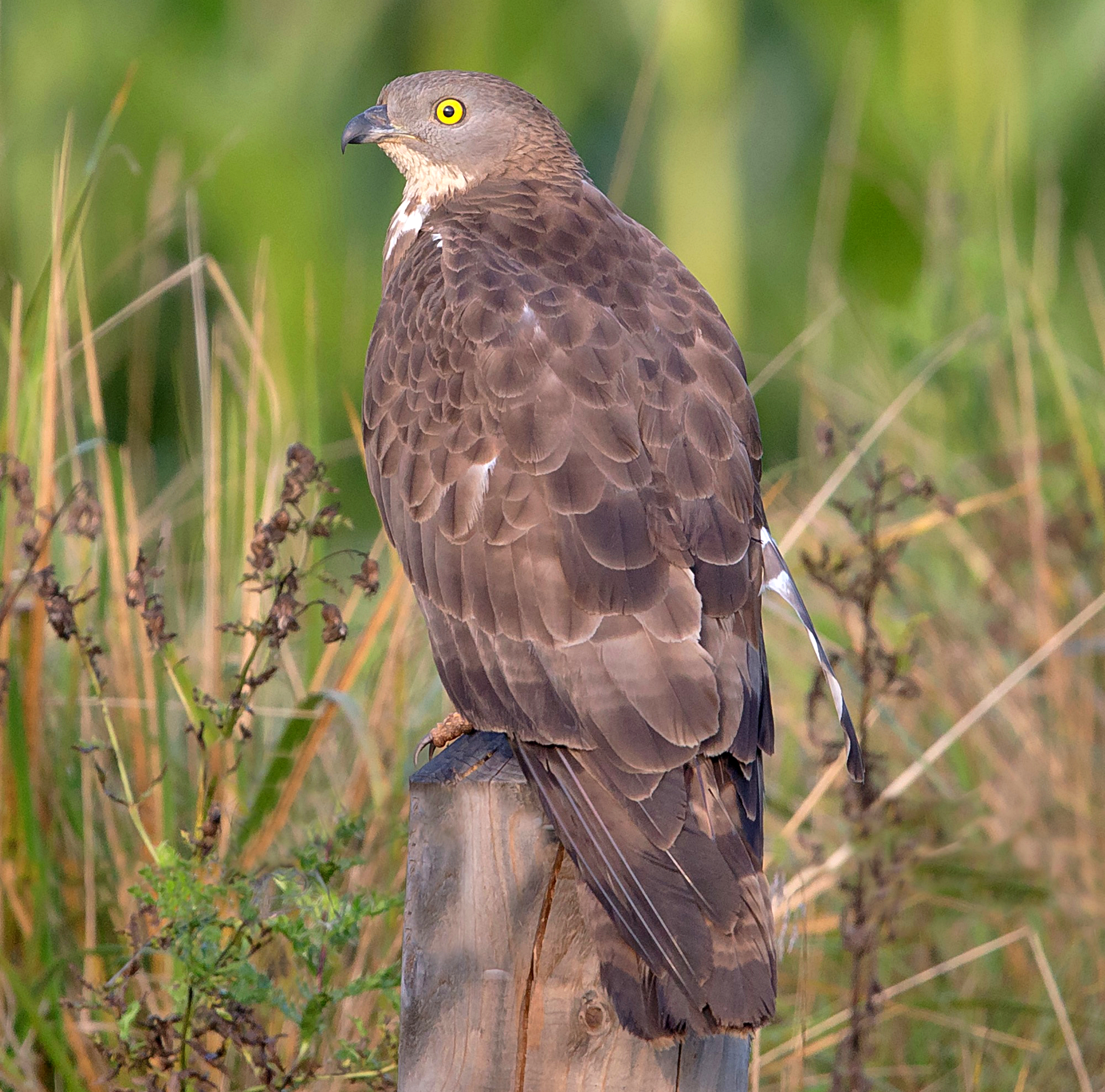 European Honey-buzzard (Pernis apivorus) :: BirdWeather