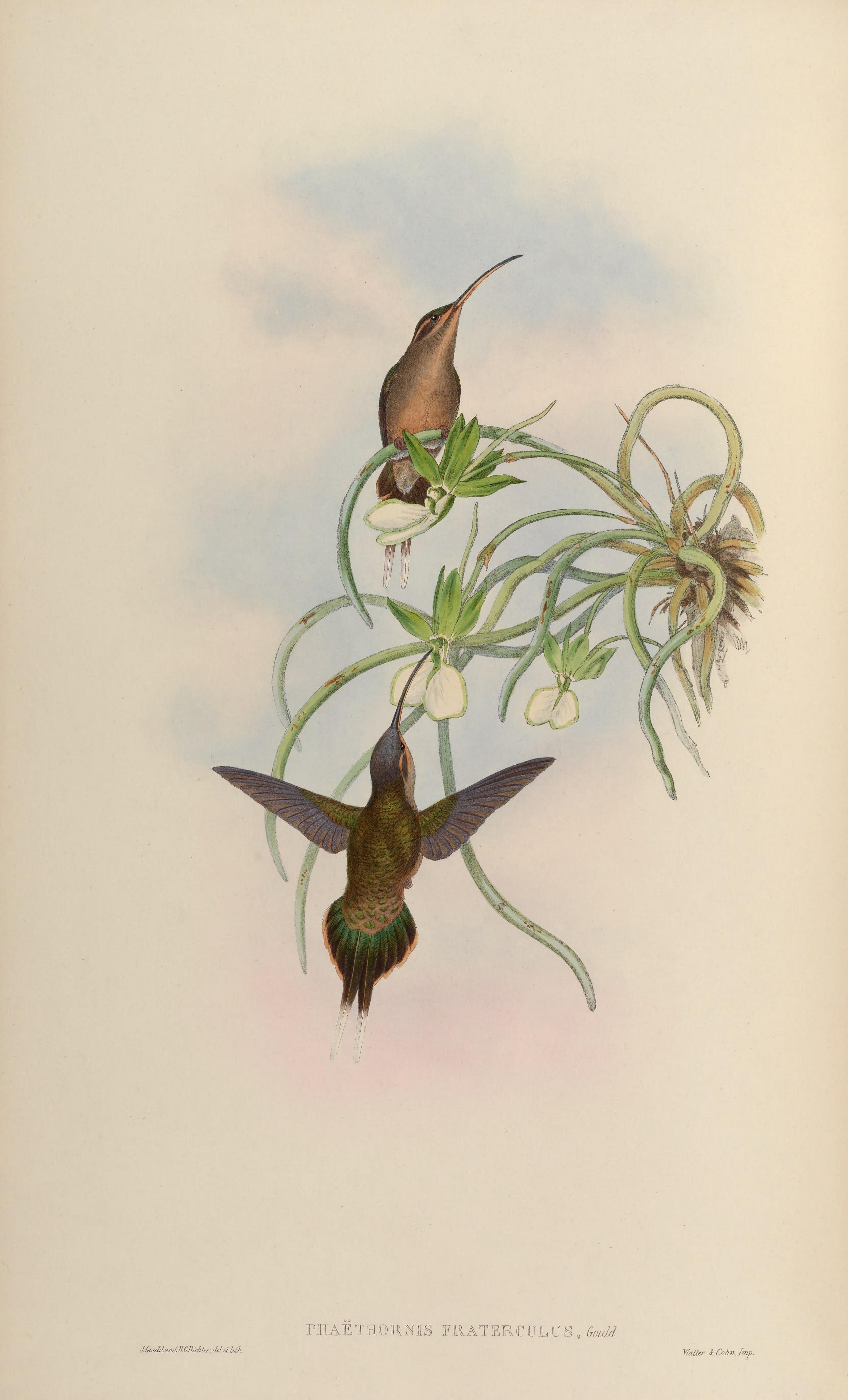 Long-tailed Hermit (Phaethornis superciliosus) :: BirdWeather