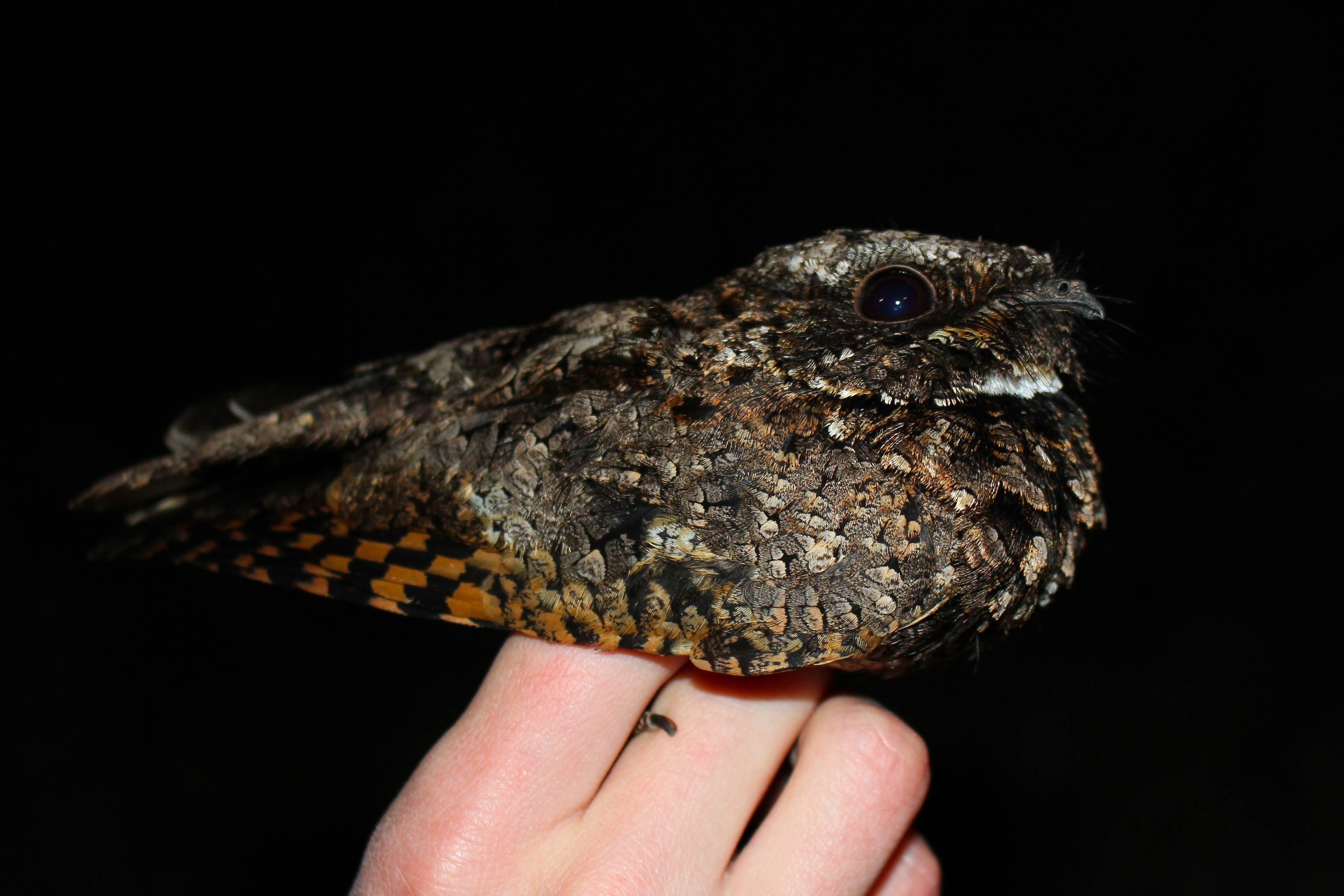 Common Poorwill (Phalaenoptilus nuttallii) :: BirdWeather