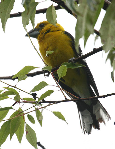 Golden Grosbeak (Pheucticus chrysogaster) :: BirdWeather