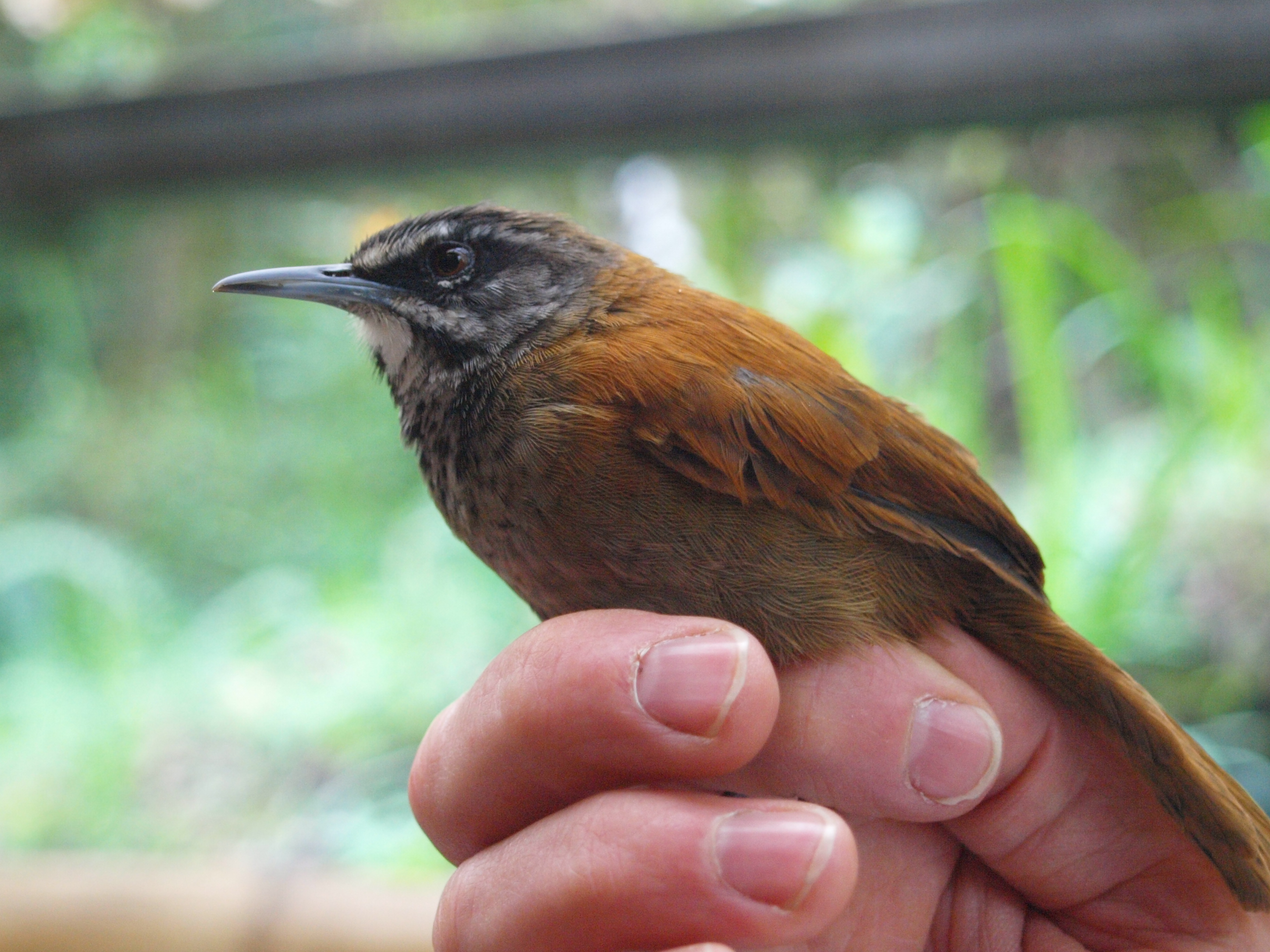 Plain-tailed Wren (Pheugopedius euophrys) :: BirdWeather