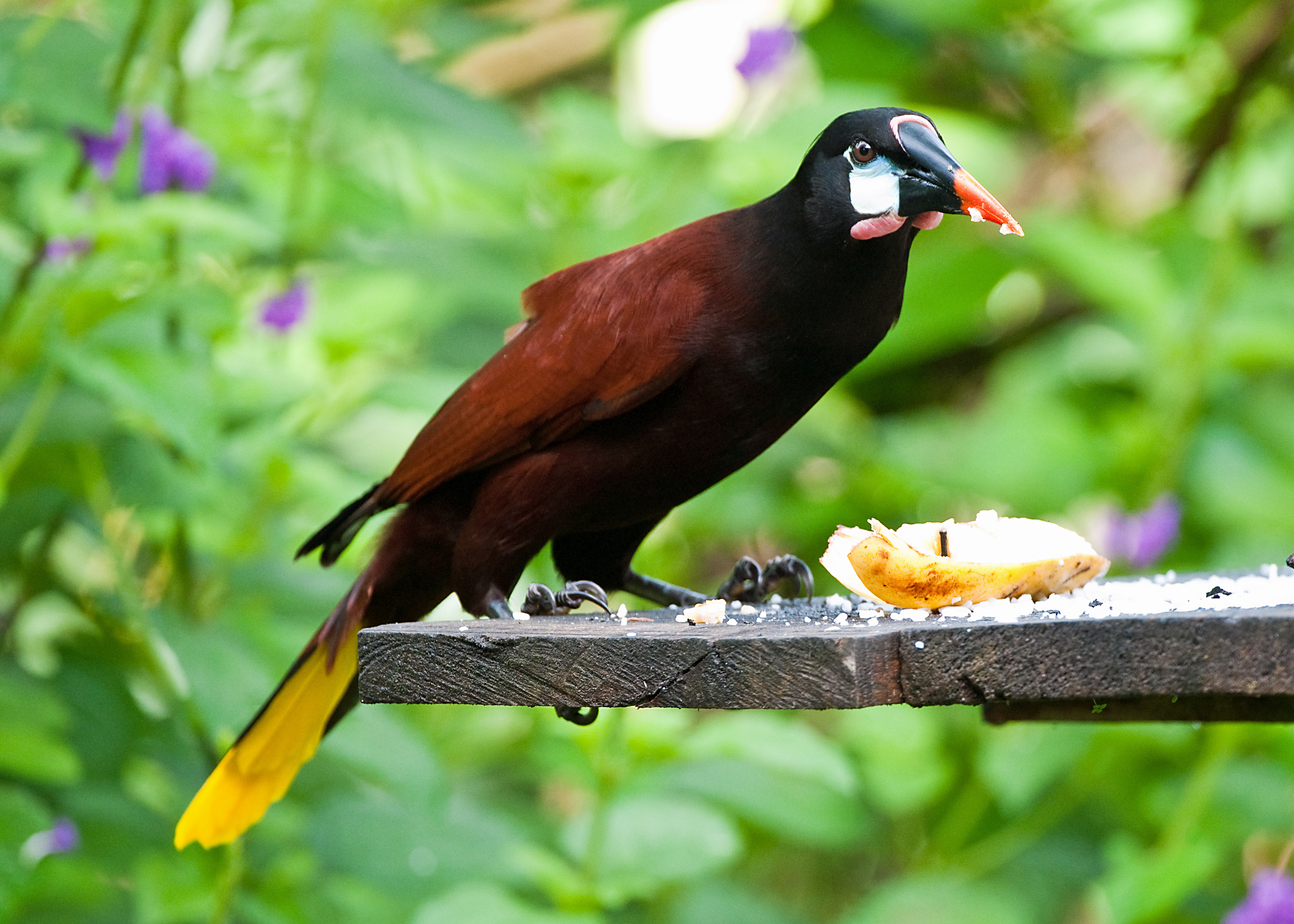 Montezuma Oropendola (Psarocolius montezuma) :: BirdWeather