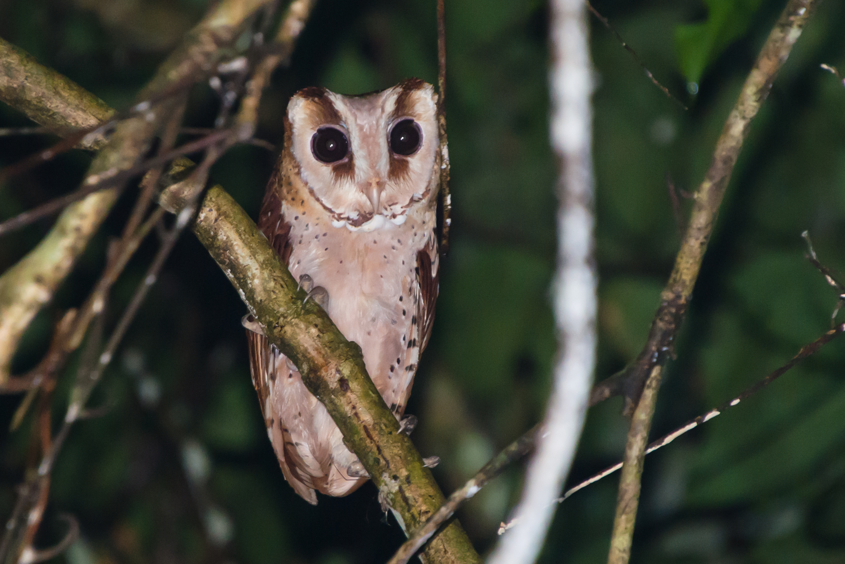 Oriental Bay-Owl (Phodilus badius) :: BirdWeather