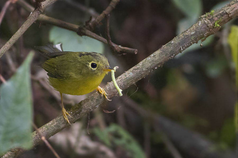 Whistler's Warbler (Phylloscopus whistleri) :: BirdWeather