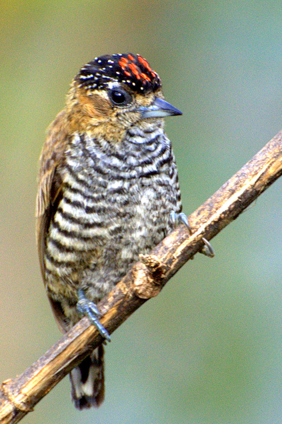 Ochre-collared Piculet (Picumnus temminckii) :: BirdWeather