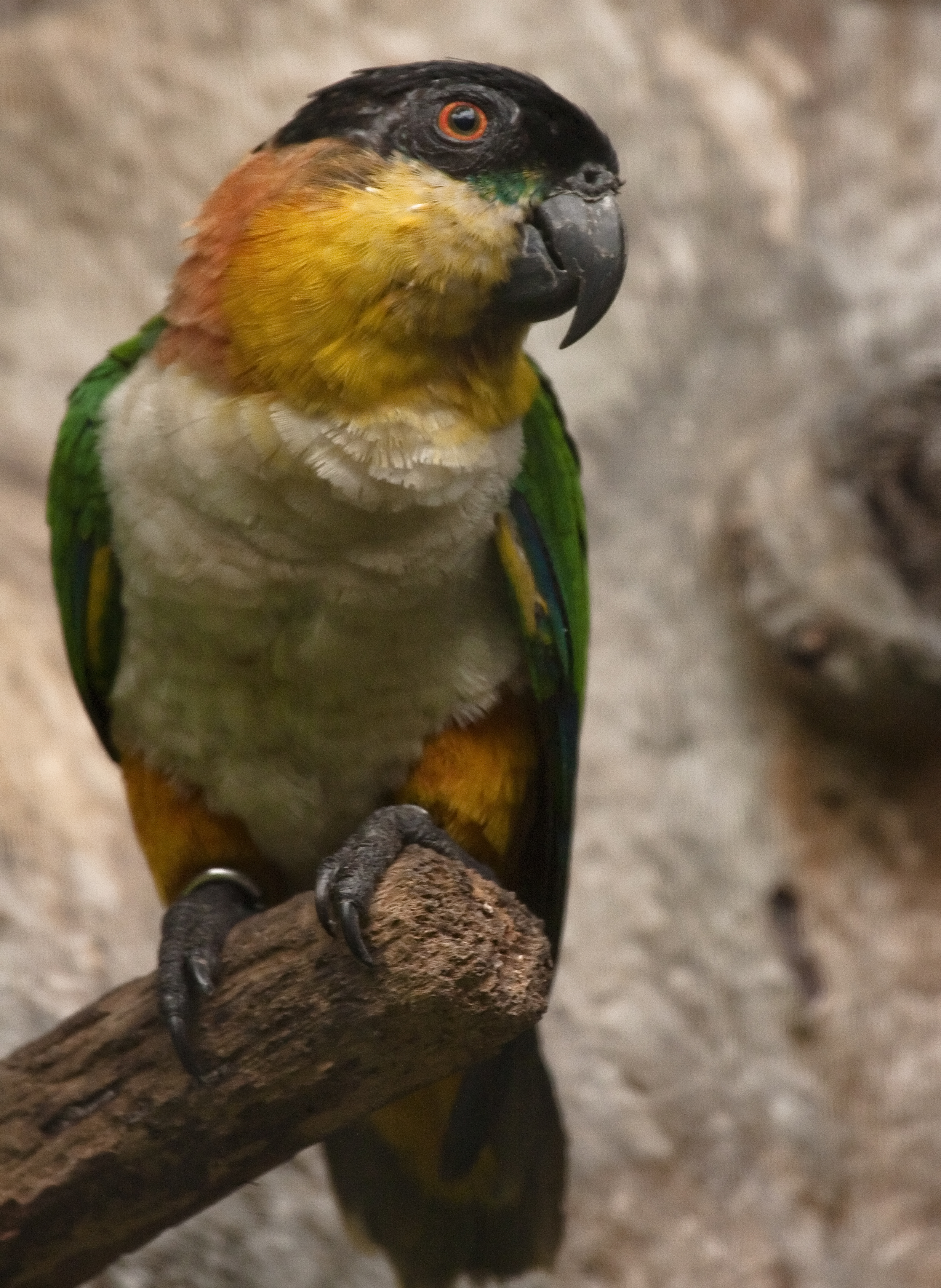 Black-headed Parrot (Pionites melanocephalus) :: BirdWeather
