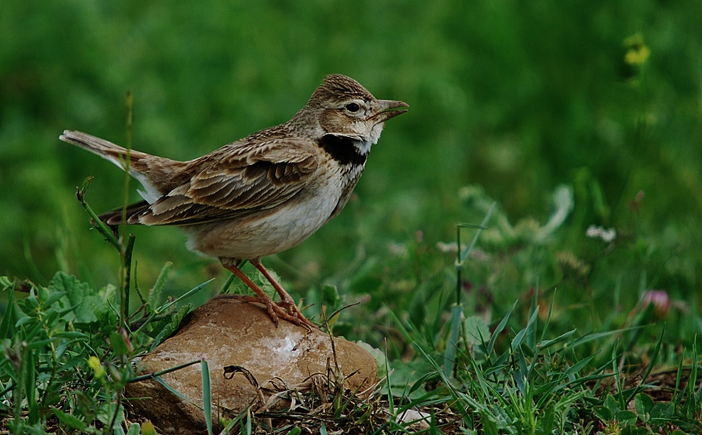 Calandra Lark (Melanocorypha calandra) :: BirdWeather