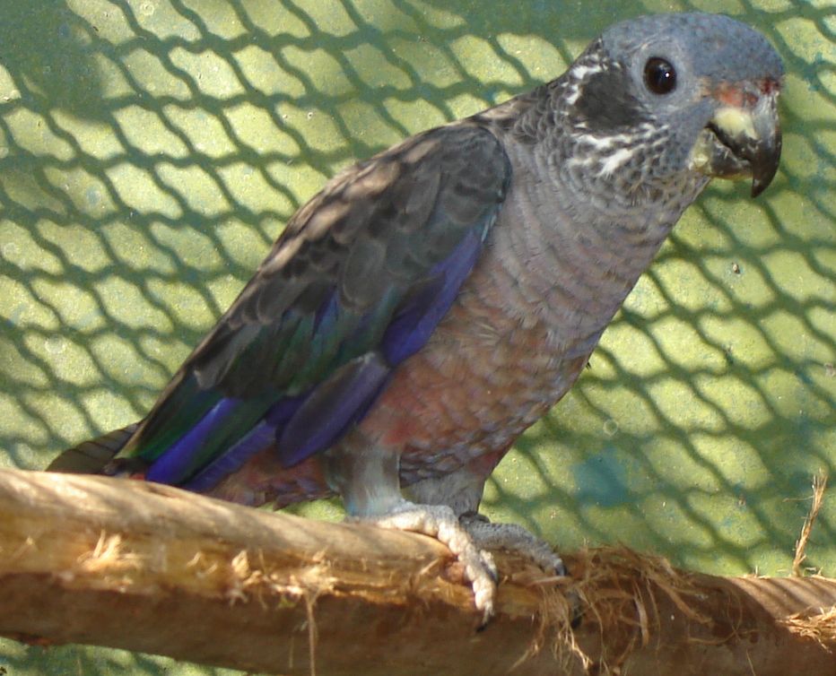 Dusky Parrot (Pionus fuscus) :: BirdWeather
