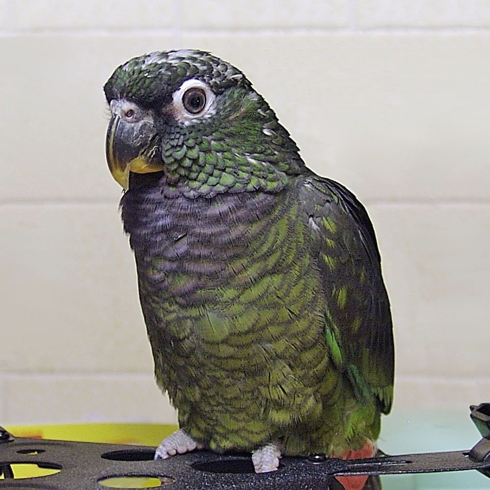 Scaly-headed Parrot (Pionus maximiliani) :: BirdWeather