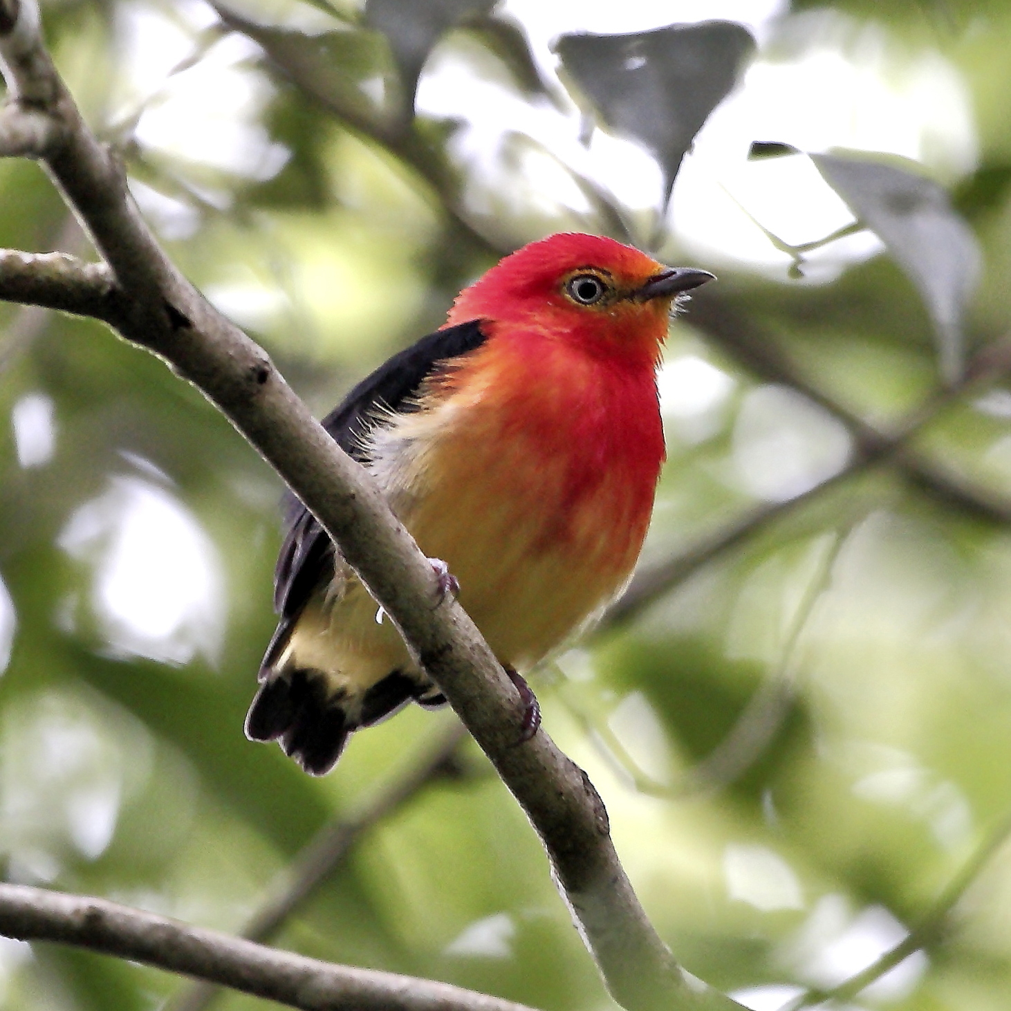 Band-tailed Manakin (Pipra fasciicauda) :: BirdWeather