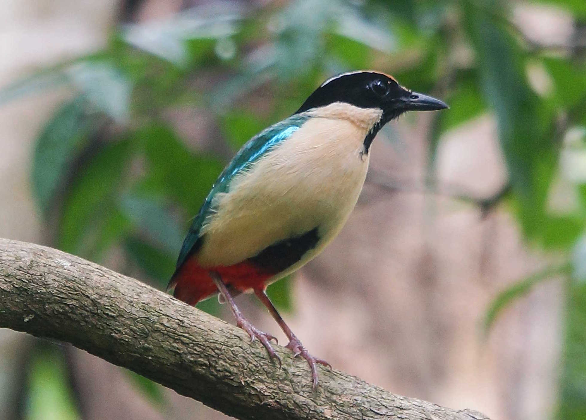 Elegant Pitta (Pitta elegans) :: BirdWeather