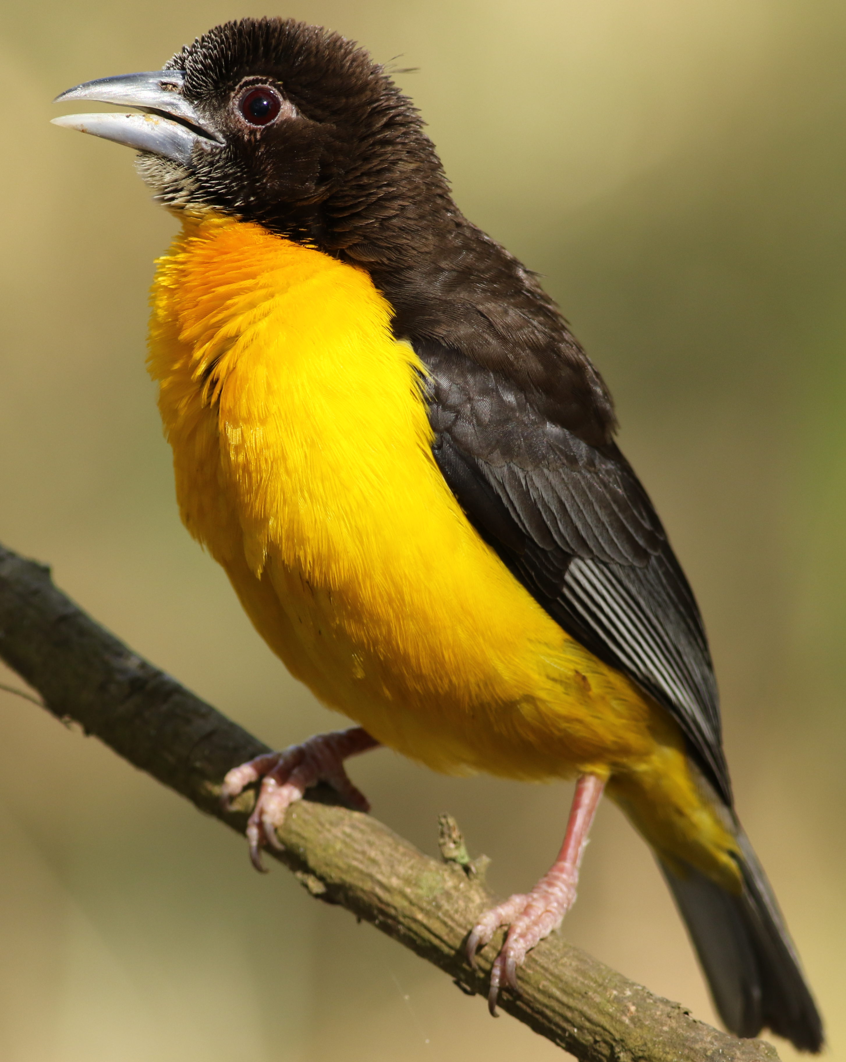 Forest Weaver (Ploceus bicolor) :: BirdWeather