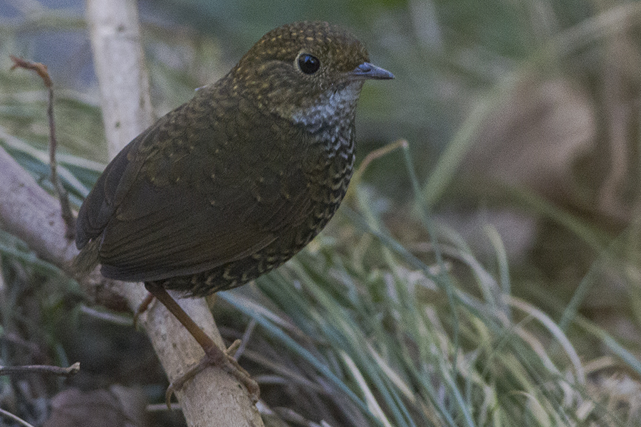 Scaly-breasted Cupwing (Pnoepyga albiventer) :: BirdWeather