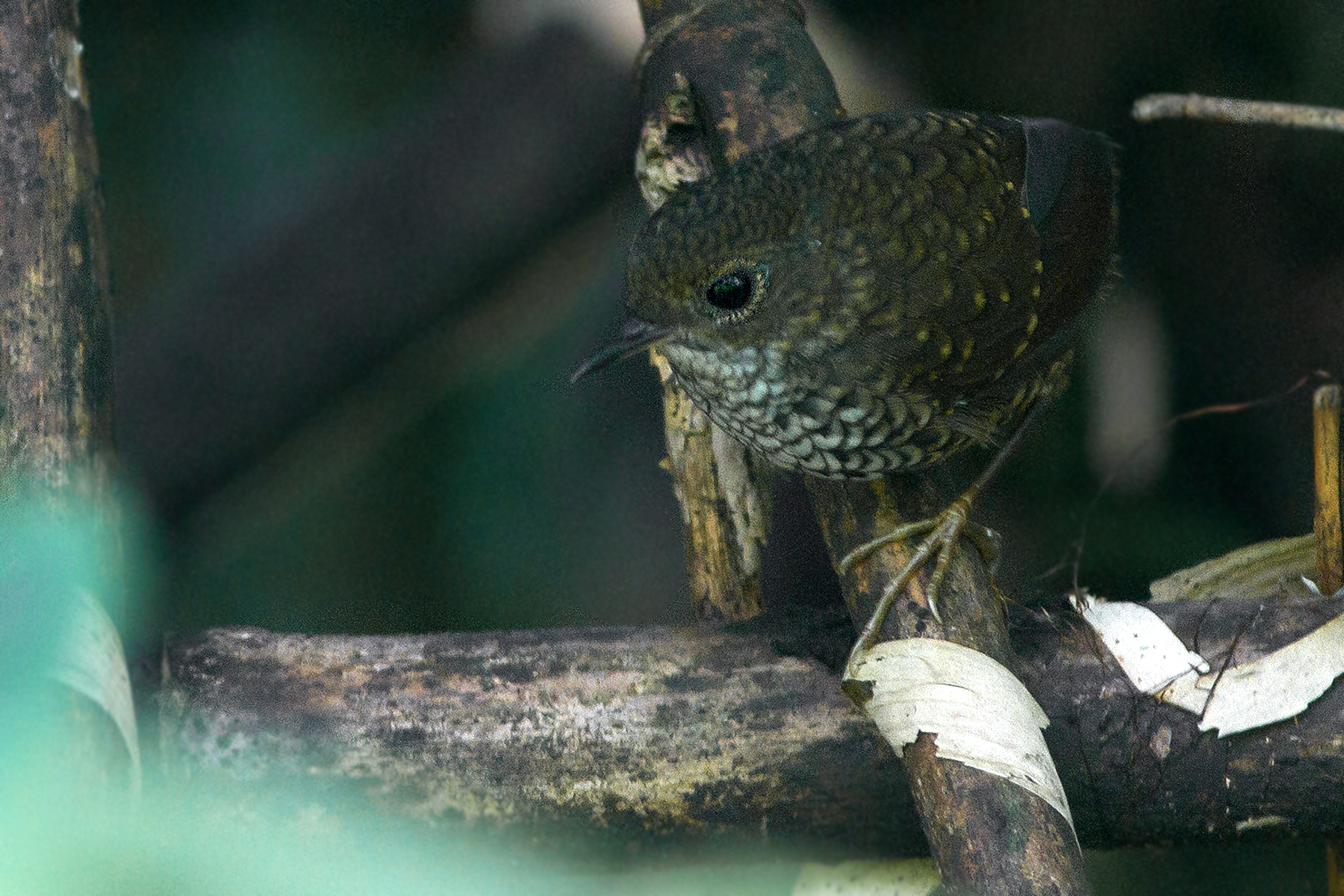 Pygmy Cupwing (Pnoepyga pusilla) :: BirdWeather