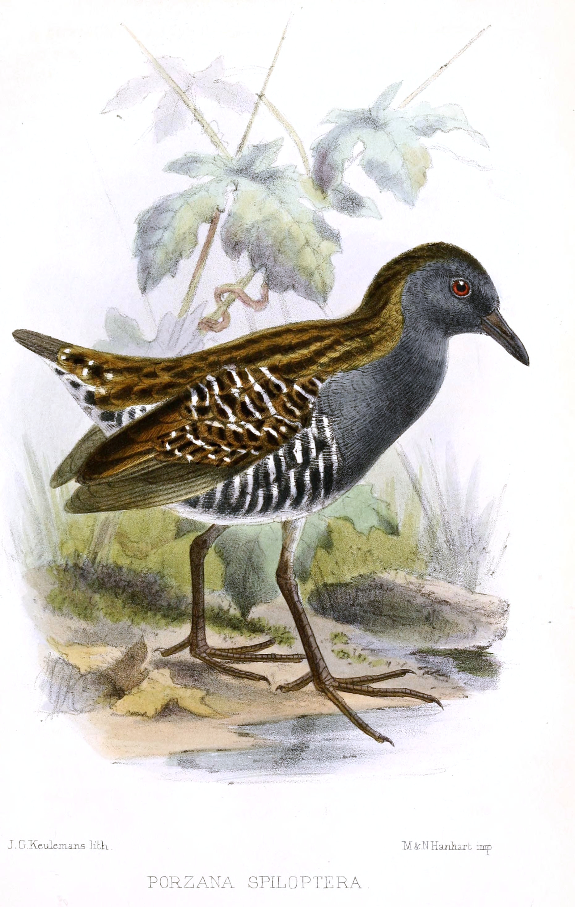 Dot-winged Crake (Porzana spiloptera) :: BirdWeather