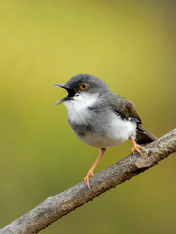 Gray-breasted Prinia (Prinia hodgsonii) :: BirdWeather