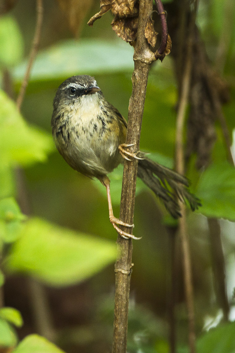 Hill Prinia (Prinia superciliaris) :: BirdWeather