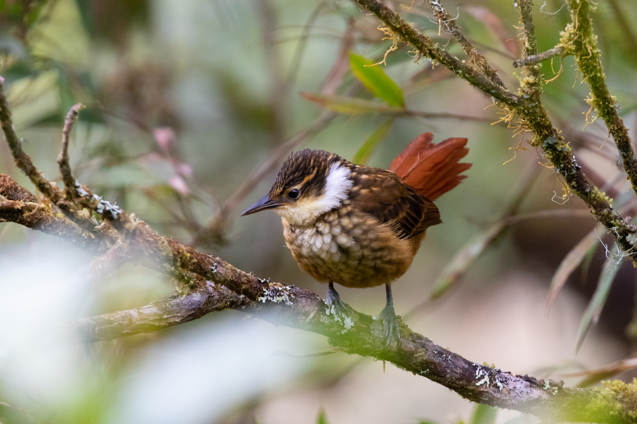 Streaked Tuftedcheek (Pseudocolaptes boissonneautii) :: BirdWeather
