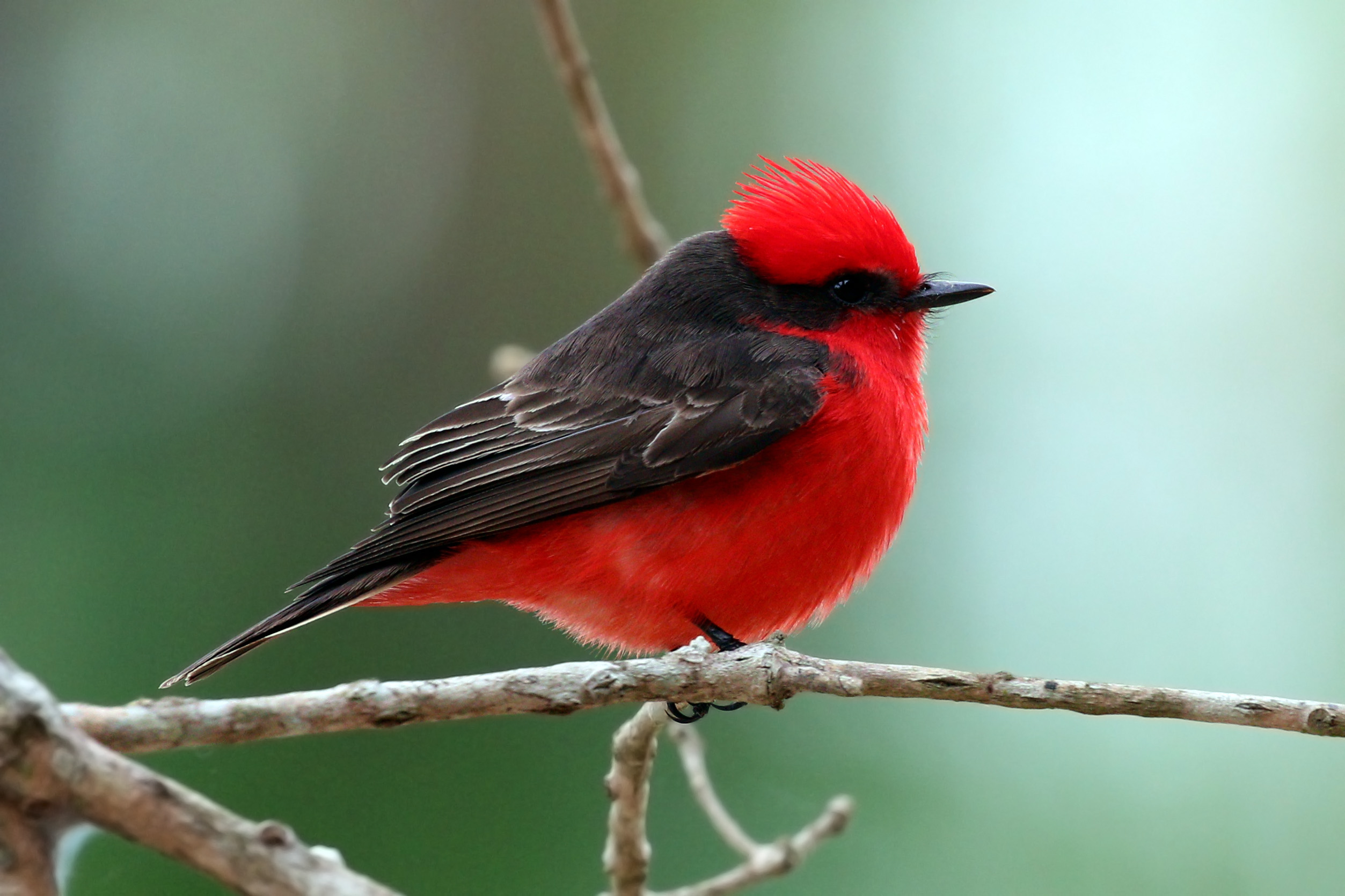 Vermilion Flycatcher (Pyrocephalus rubinus) :: BirdWeather