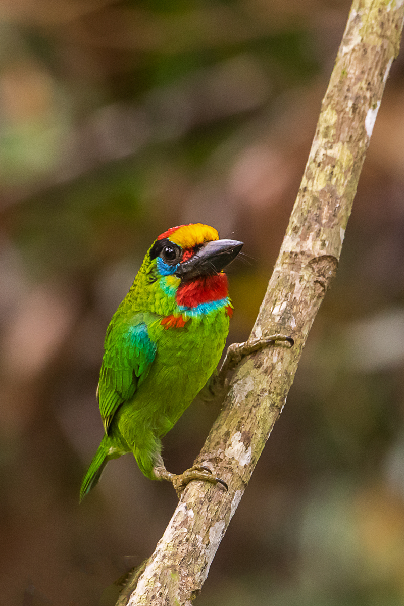 Red-throated Barbet (Psilopogon mystacophanos) :: BirdWeather