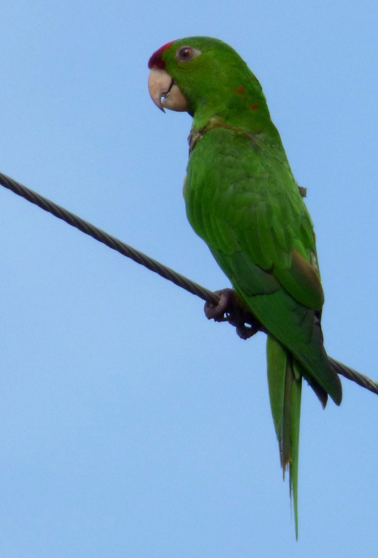 Scarlet-fronted Parakeet (Psittacara wagleri) :: BirdWeather