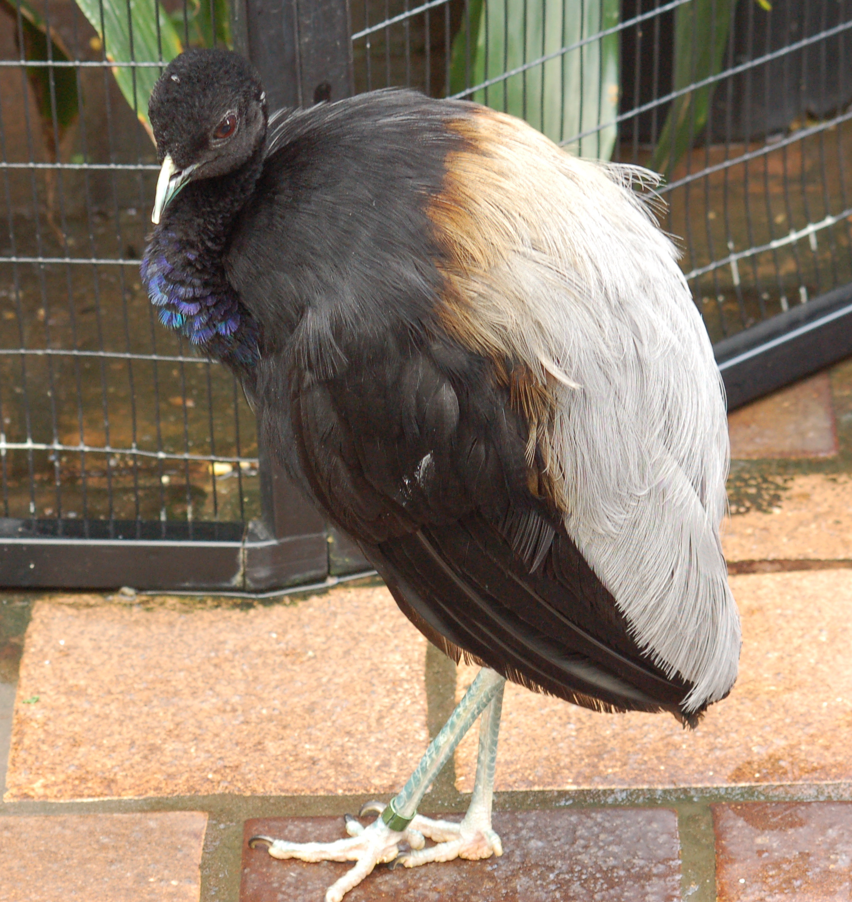 Gray-winged Trumpeter (Psophia crepitans) :: BirdWeather